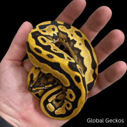 Royal Python Morphs | GlobalGeckos.co.uk